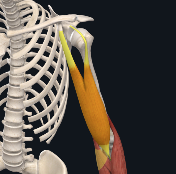 Biceps brachii - Website8